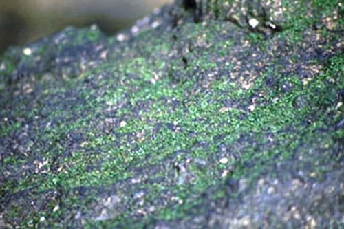 Prasiola stipitata on nitrate-enriched supralittoral or littoral fringe ...