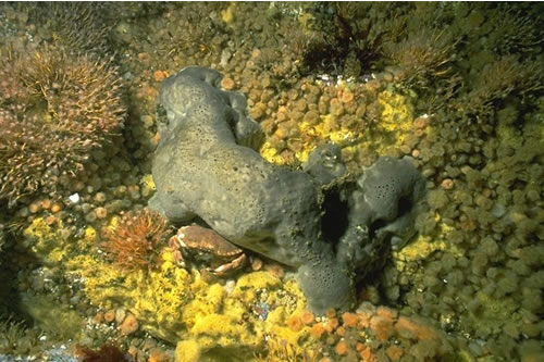 Tubularia indivisa and cushion sponges on tide-swept turbid ...