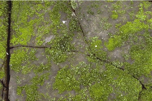 Prasiola stipitata on nitrate-enriched supralittoral or littoral fringe ...