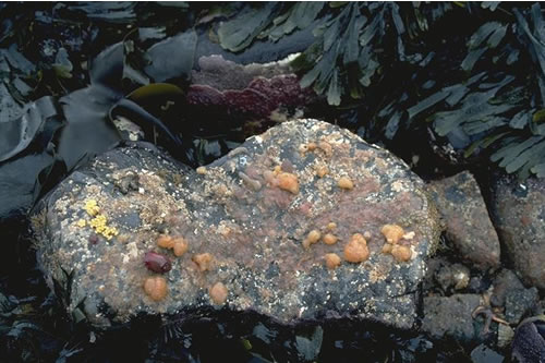 Fucus serratus and under-boulder fauna on exposed to moderately exposed ...