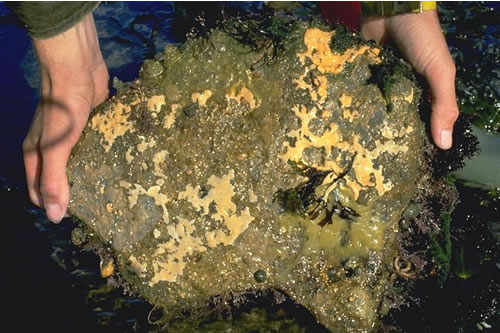 Fucus serratus and under-boulder fauna on exposed to moderately exposed ...