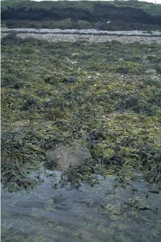 Fucus serratus and under-boulder fauna on exposed to moderately exposed ...