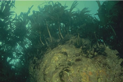 Laminaria hyperborea forest with a faunal cushion (sponges and ...