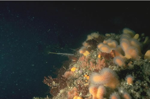 Laminaria hyperborea forest with a faunal cushion (sponges and ...