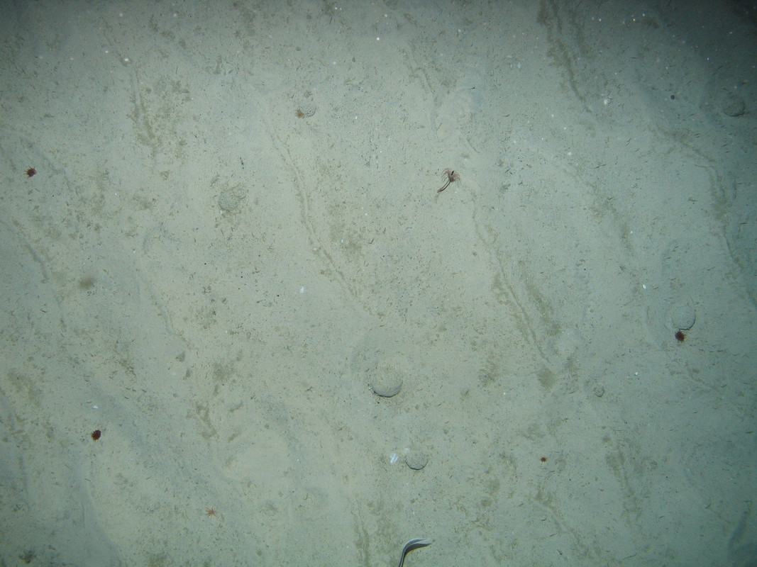 Syringammina fragilissima field on Atlantic lower bathyal mud - JNCC ...