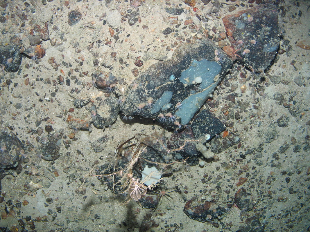 Psolus squamatus and encrusting sponge assemblage on Atlantic mid ...
