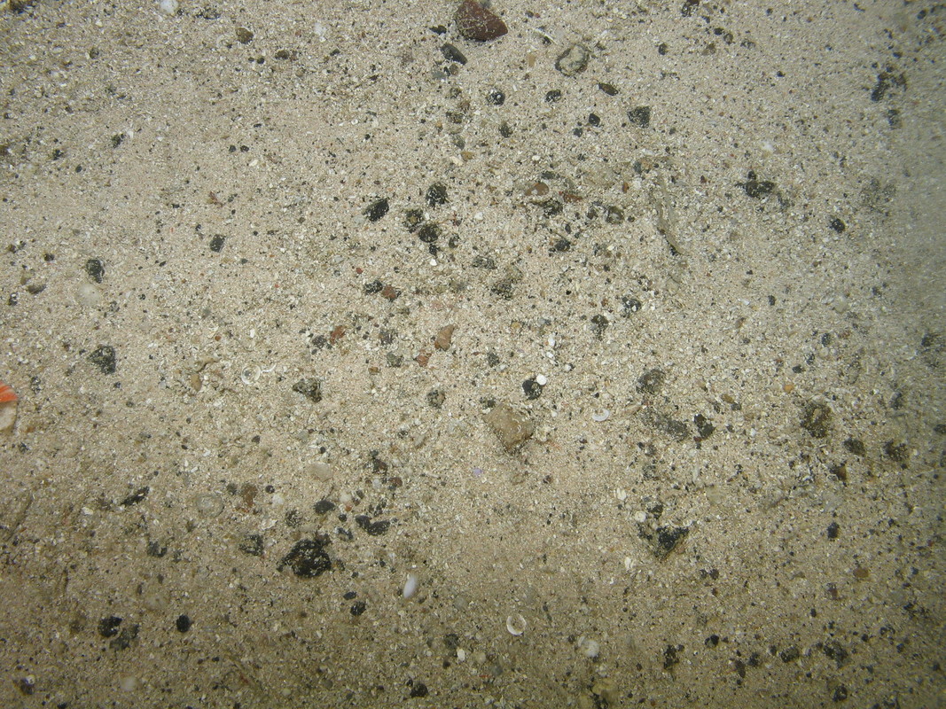 Pale encrusting sponges and serpulids on Atlantic upper bathyal coarse ...