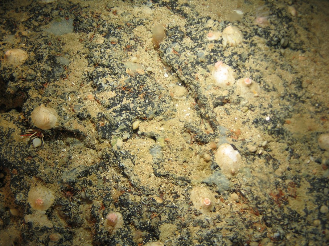 Psolus squamatus and encrusting sponge assemblage on Atlantic upper ...